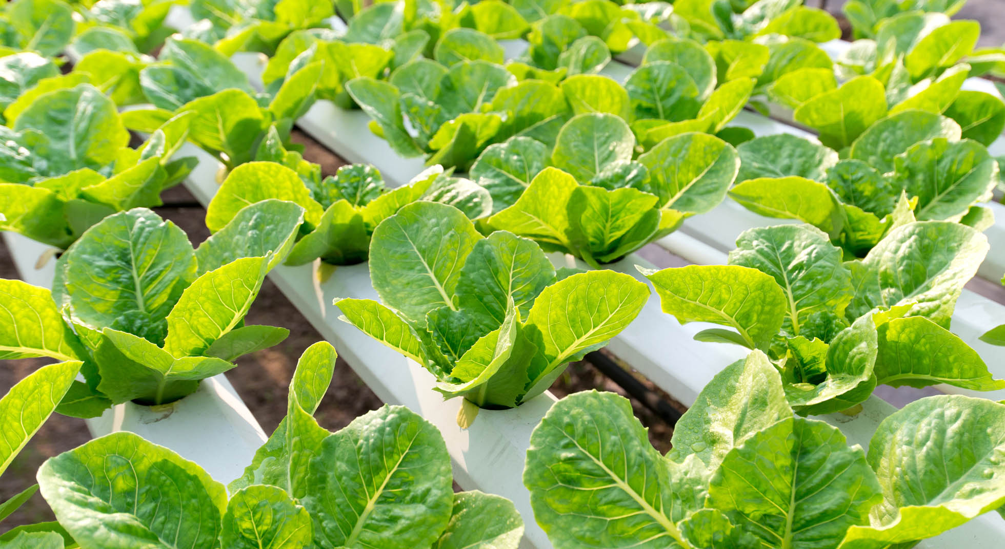 Indivia: come sceglierla, cucinarla e conservarla | AIA Food