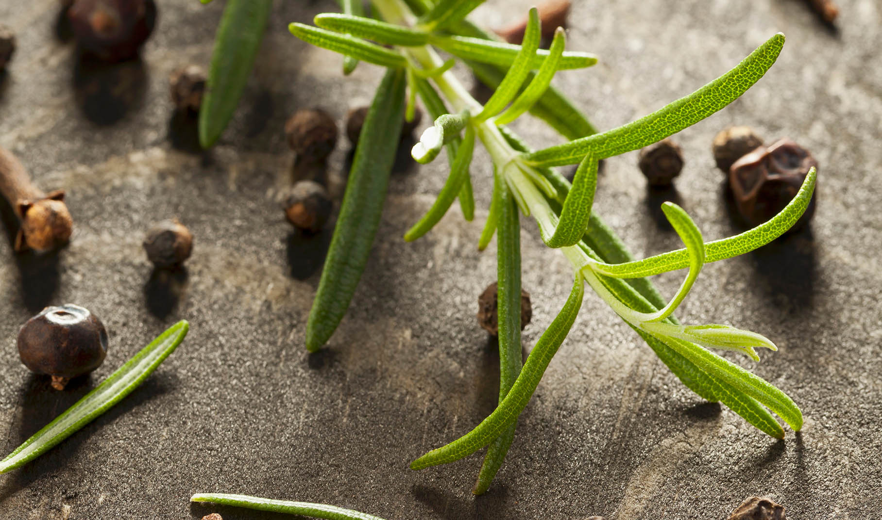 Rosemary: from drinks to baking, here are all the uses | The AIA Guides